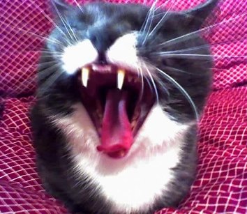 Crazy cat (in Clipart)