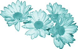 Teal Daisies (in Clipart)