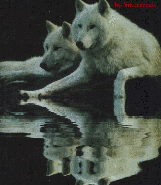 Polar Wolves (in Animated GIFs)