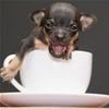 tra cup dog (in Clipart)
