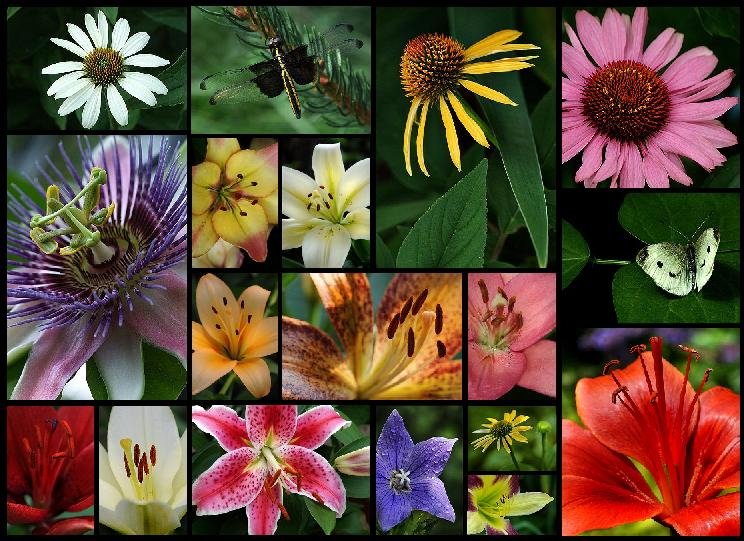 -:Â¦:-FLoWeRs `N` BuGsâ€ -:Â¦:-â€ (in Backgrounds)