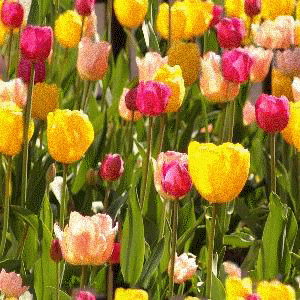 seamless glitter flowers spring background (in Backgrounds)