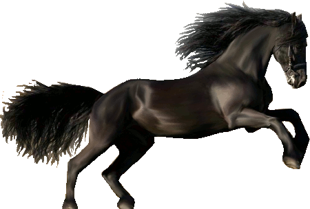 WILD STALLION HORSE (in Animated GIFs)