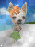 hula dog (in Animated GIFs)