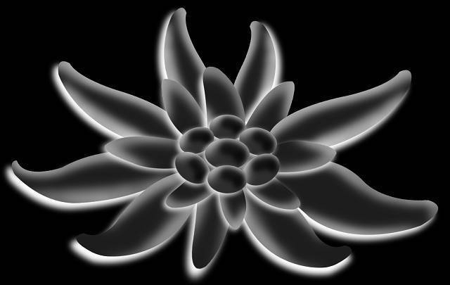 EdelweissBlack Swiss Flower (in Backgrounds)