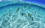 TROPICAL FISH (in Animated GIFs)