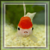 Goldfish (in Animated GIFs)