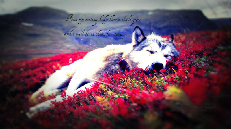 Dying wolf (in Backgrounds)