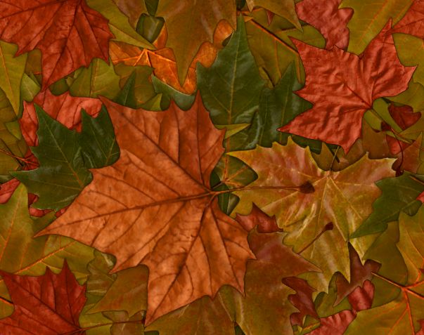 Autumn leaves tiled background (in Backgrounds)