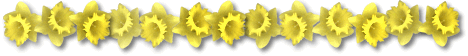 daffodil divider (in Dividers)