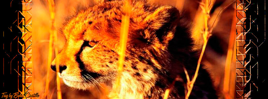 In to the Wild (in Facebook Covers)