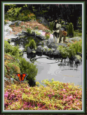 rain,picture (in Animated GIFs)
