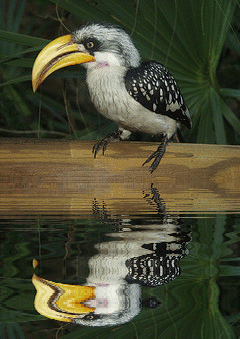bird,animated, (in Animated GIFs)