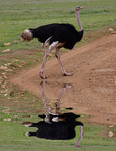ostrich (in Animated GIFs)