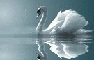 swan (in Animated GIFs)
