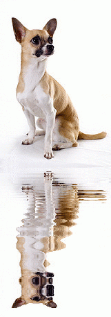 dog (in Animated GIFs)