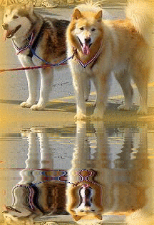 dogs (in Animated GIFs)