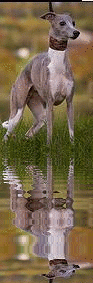 whippet (in Animated GIFs)
