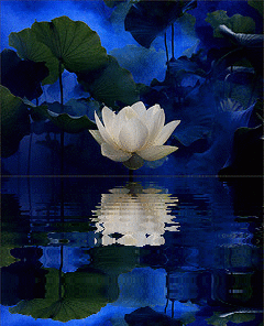 lotus flower in blue (in Animated GIFs)