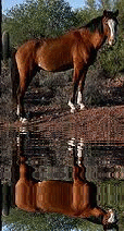 horse (in Animated GIFs)