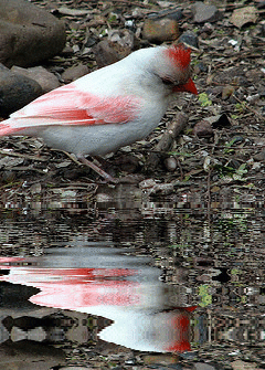 albino Northern Cardinal (in Animated GIFs)