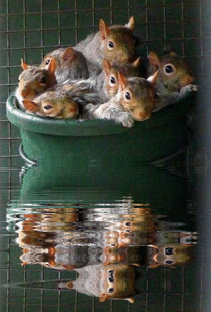 squirrel (in Animated GIFs)