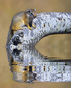 squirrel (in Animated GIFs)