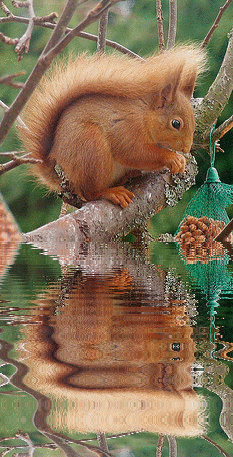 squirrel (in Animated GIFs)