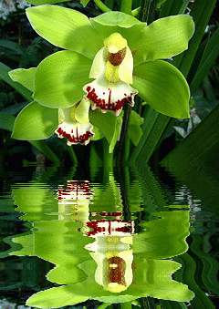 orchidea (in Animated GIFs)
