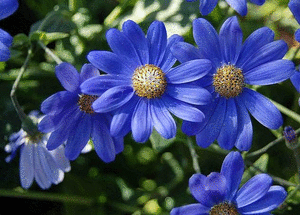 blue flowers (in Animated GIFs)