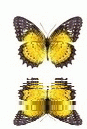 yellow butterfly (in Animated GIFs)