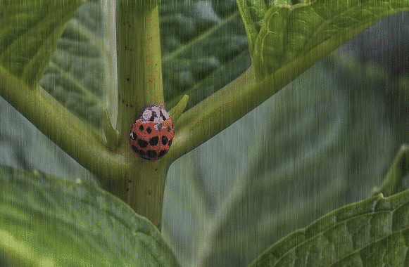 ladybird (in Animated GIFs)