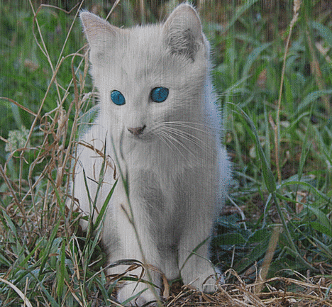 cat (in Animated GIFs)