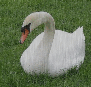 swan (in Animated GIFs)
