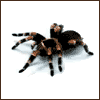 tarantula (in Animated GIFs)