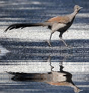 lyre-tailed bird (in Animated GIFs)