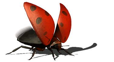 ladybird (in Animated GIFs)