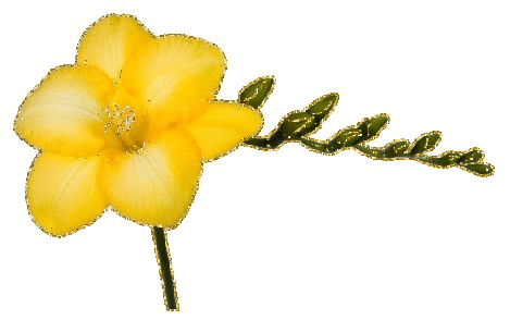 yellow freesia (in Sparkles)