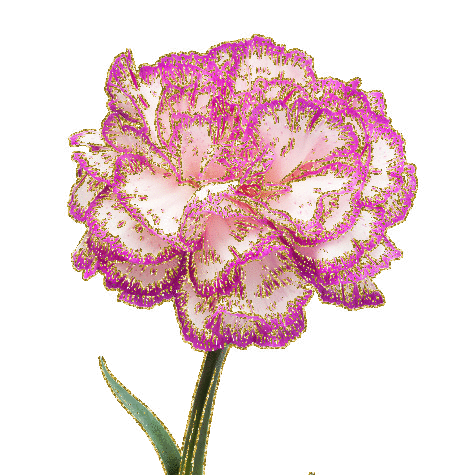 carnation (in Sparkles)