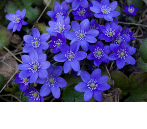 hepatica (in Animated GIFs)