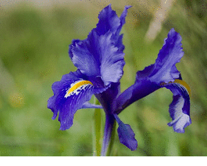 iris (in Animated GIFs)