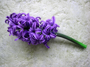 hyacinth (in Animated GIFs)