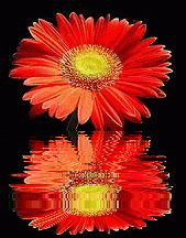 red flower (in Animated GIFs)