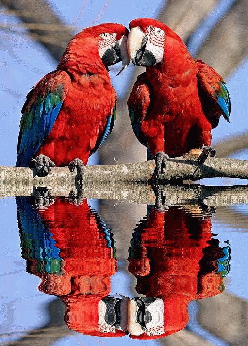 parrot pair (in Animated GIFs)