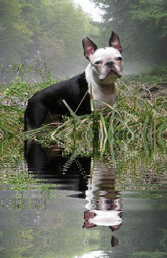 boston terrier (in Animated GIFs)