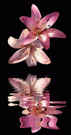 lily (in Animated GIFs)