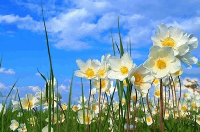 flowers and clouds (in Animated GIFs)
