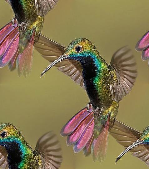 hummingbird (in Backgrounds)