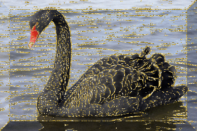 animals (in Animated GIFs)