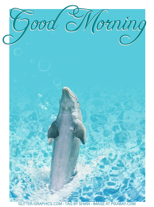 Dolphin Gif Misc